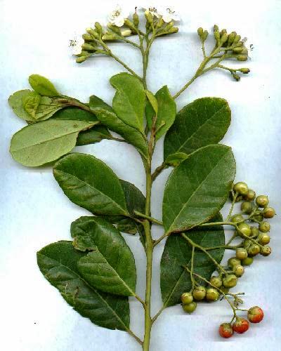 Native plants of Cayman - Cayman Compass