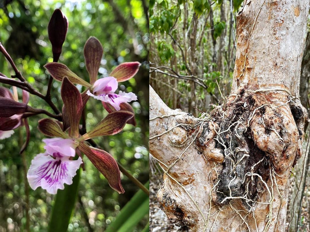 Orchid thieves swipe recovering blooms from Botanic Park - Cayman Compass