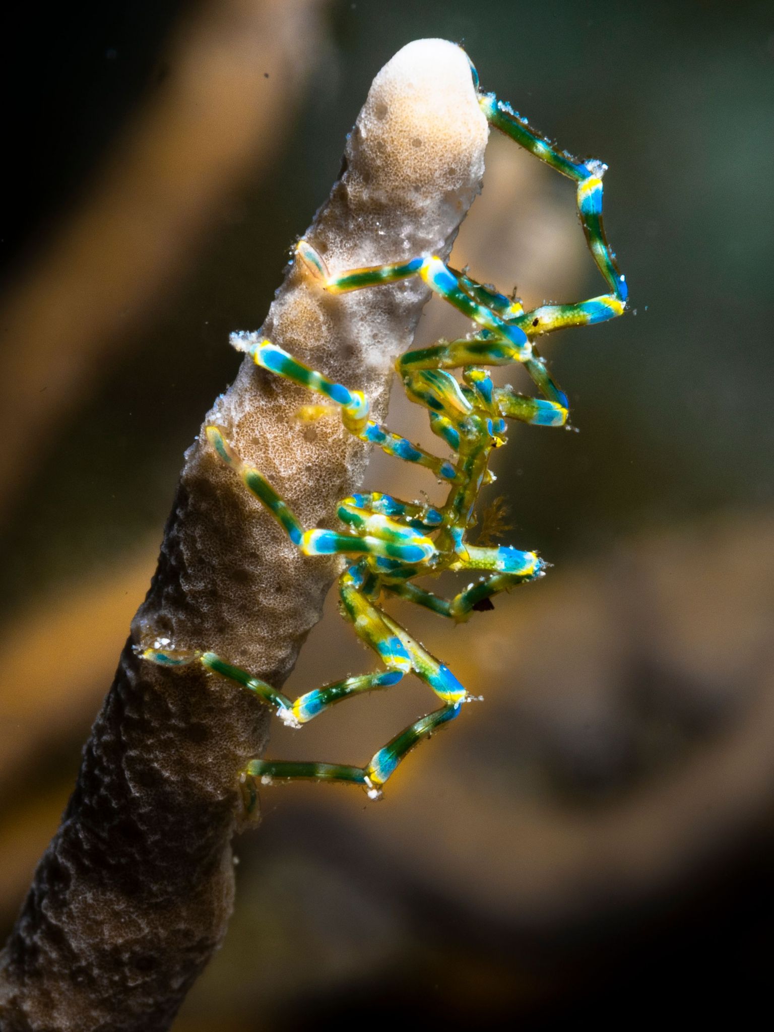 Sea creatures great and very small - Cayman Compass