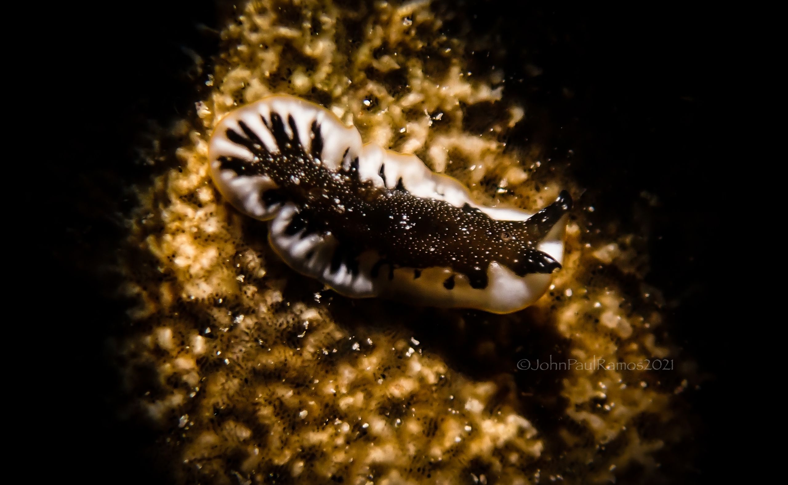 Sea creatures great and very small - Cayman Compass