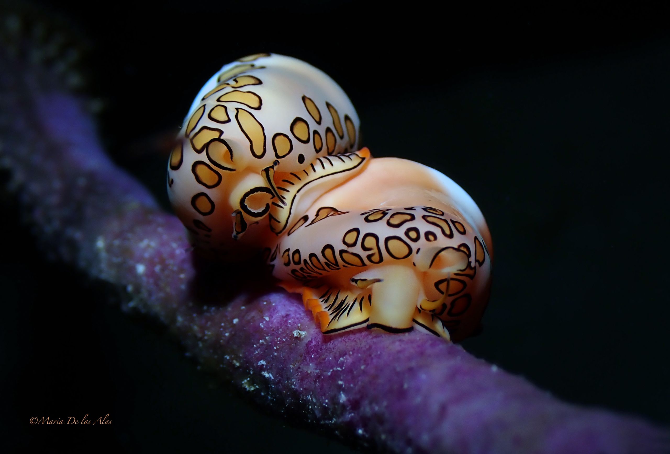 Sea creatures great and very small - Cayman Compass