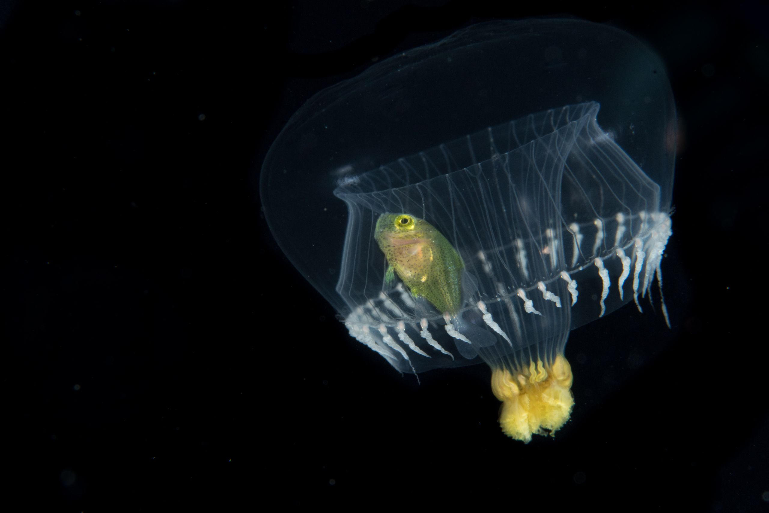 Sea creatures great and very small - Cayman Compass