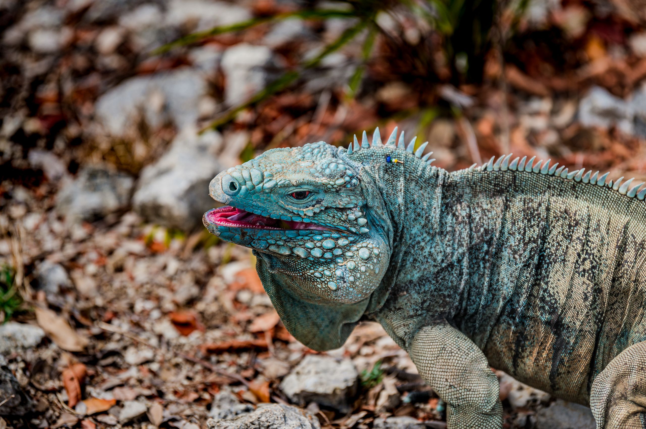 Cayman holds first International Blue Iguana Day - Cayman Compass