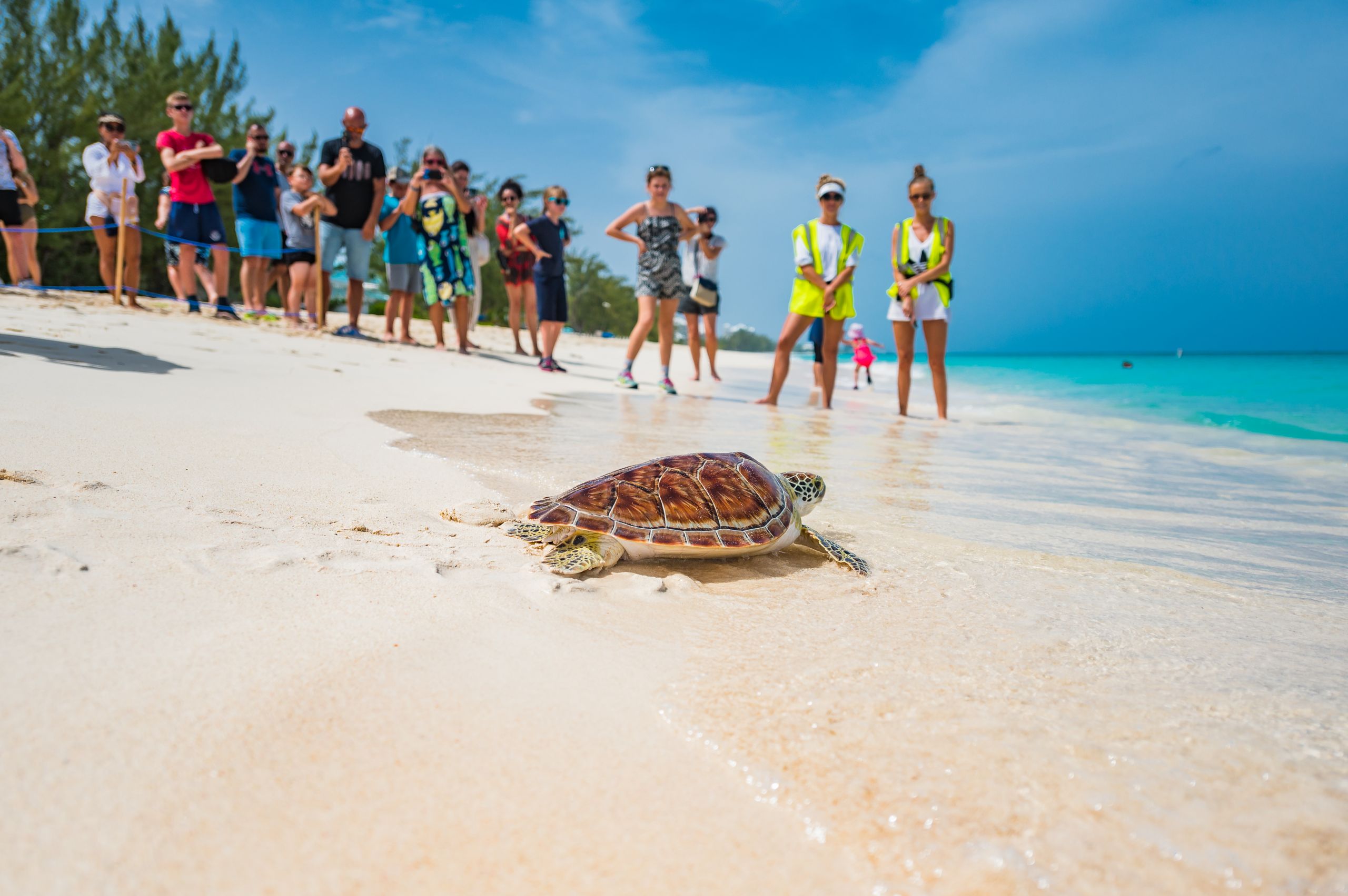 Turtle release in honour of World Sea Turtle day - Cayman Compass