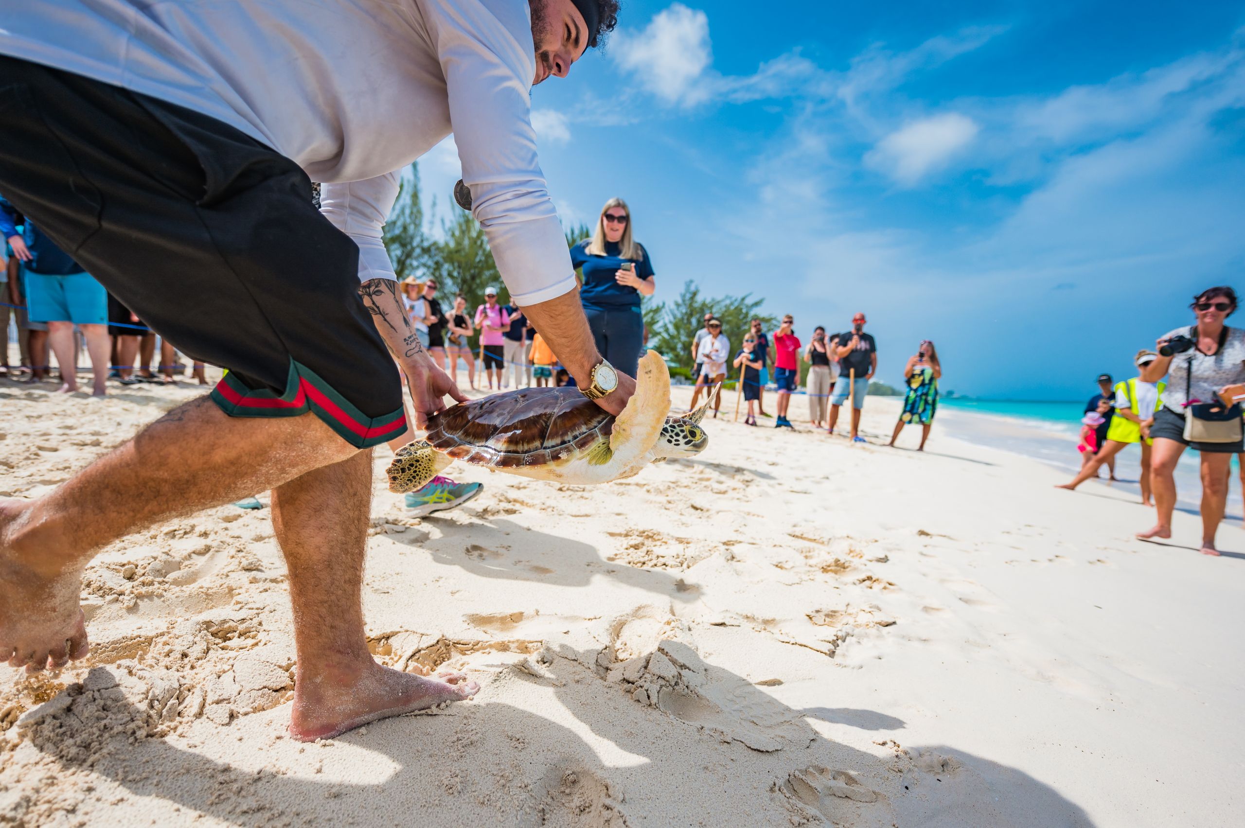 Turtle release in honour of World Sea Turtle day - Cayman Compass