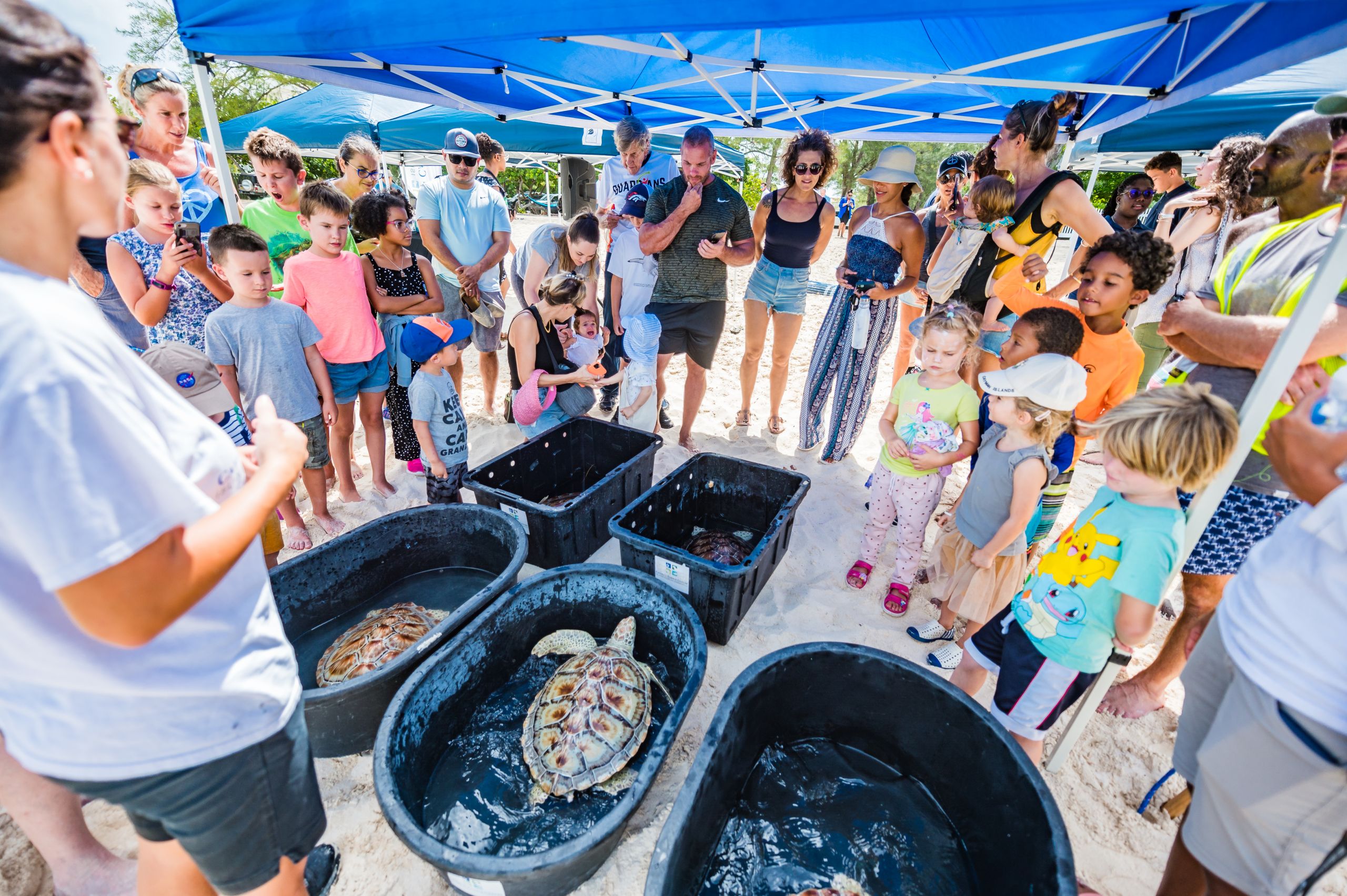 Turtle release in honour of World Sea Turtle day - Cayman Compass