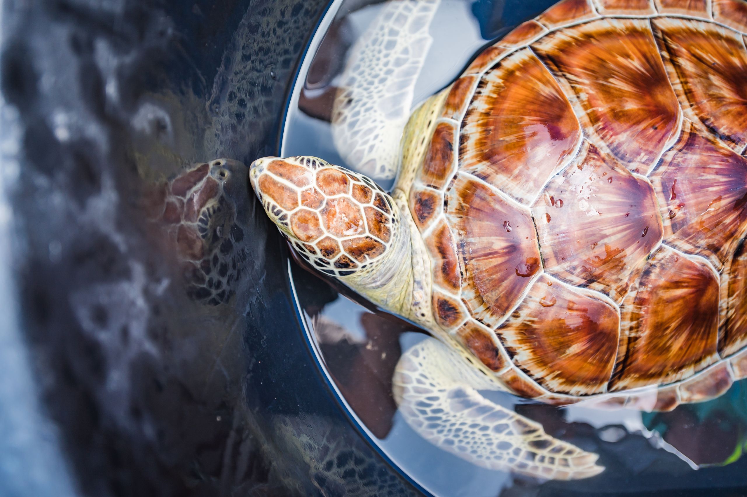 Turtle release in honour of World Sea Turtle day - Cayman Compass
