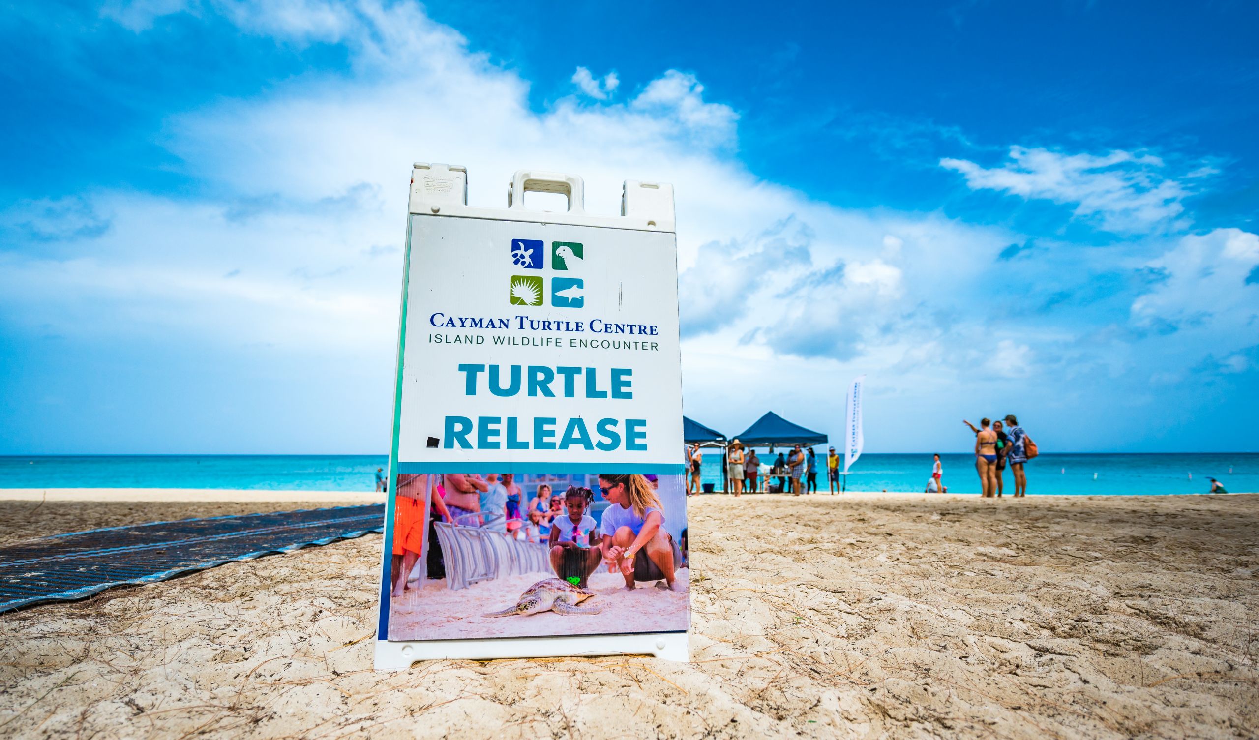 Turtle release in honour of World Sea Turtle day - Cayman Compass