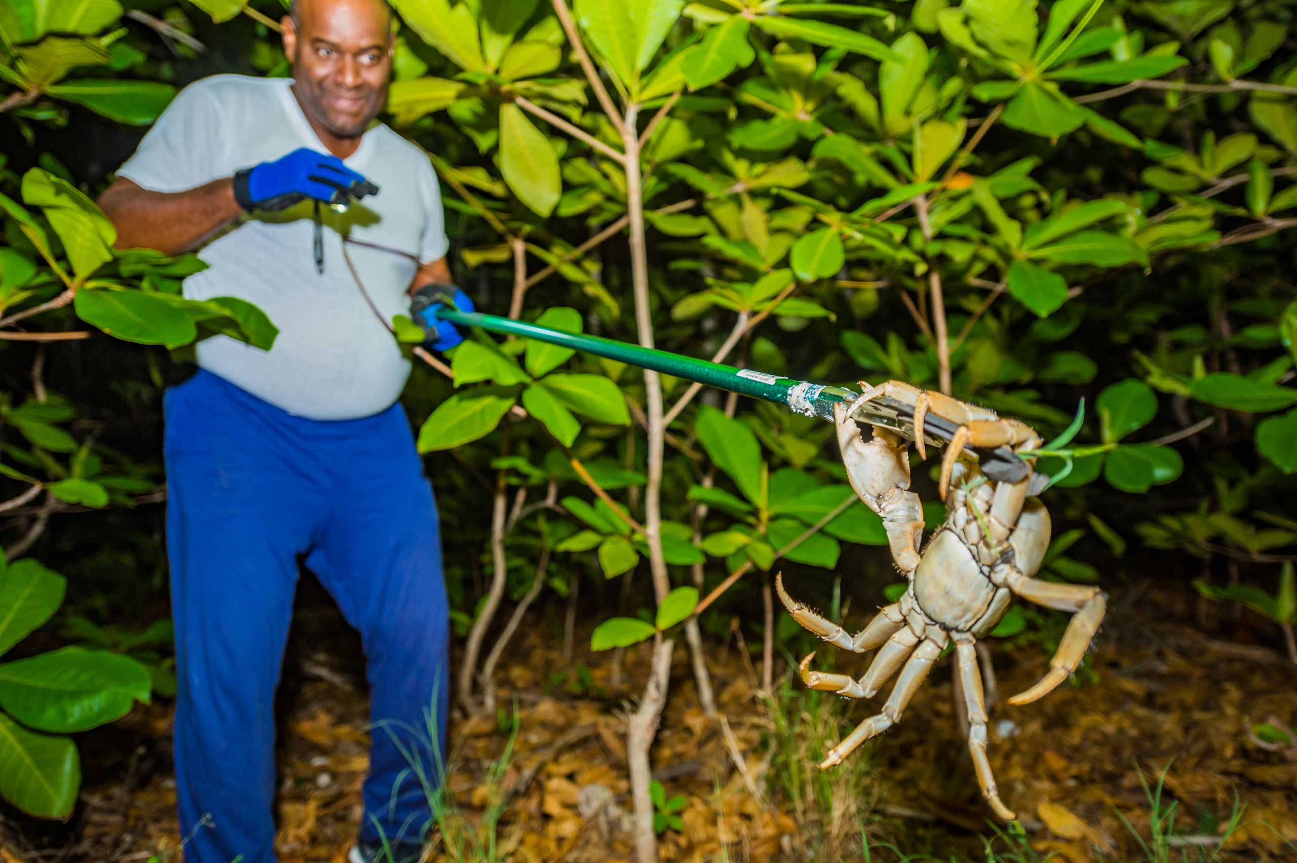 Land crabs feel the pinch from development - Cayman Compass