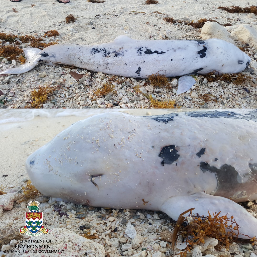 Whale embryo washes ashore in Bodden Town - Cayman Compass