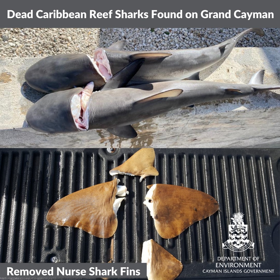Dead sharks prompt warning from DoE - Cayman Compass