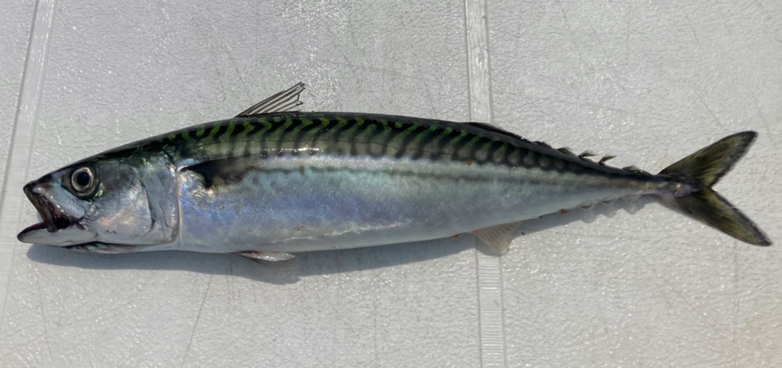 Natural Marine World Tidbits - Cayman Compass