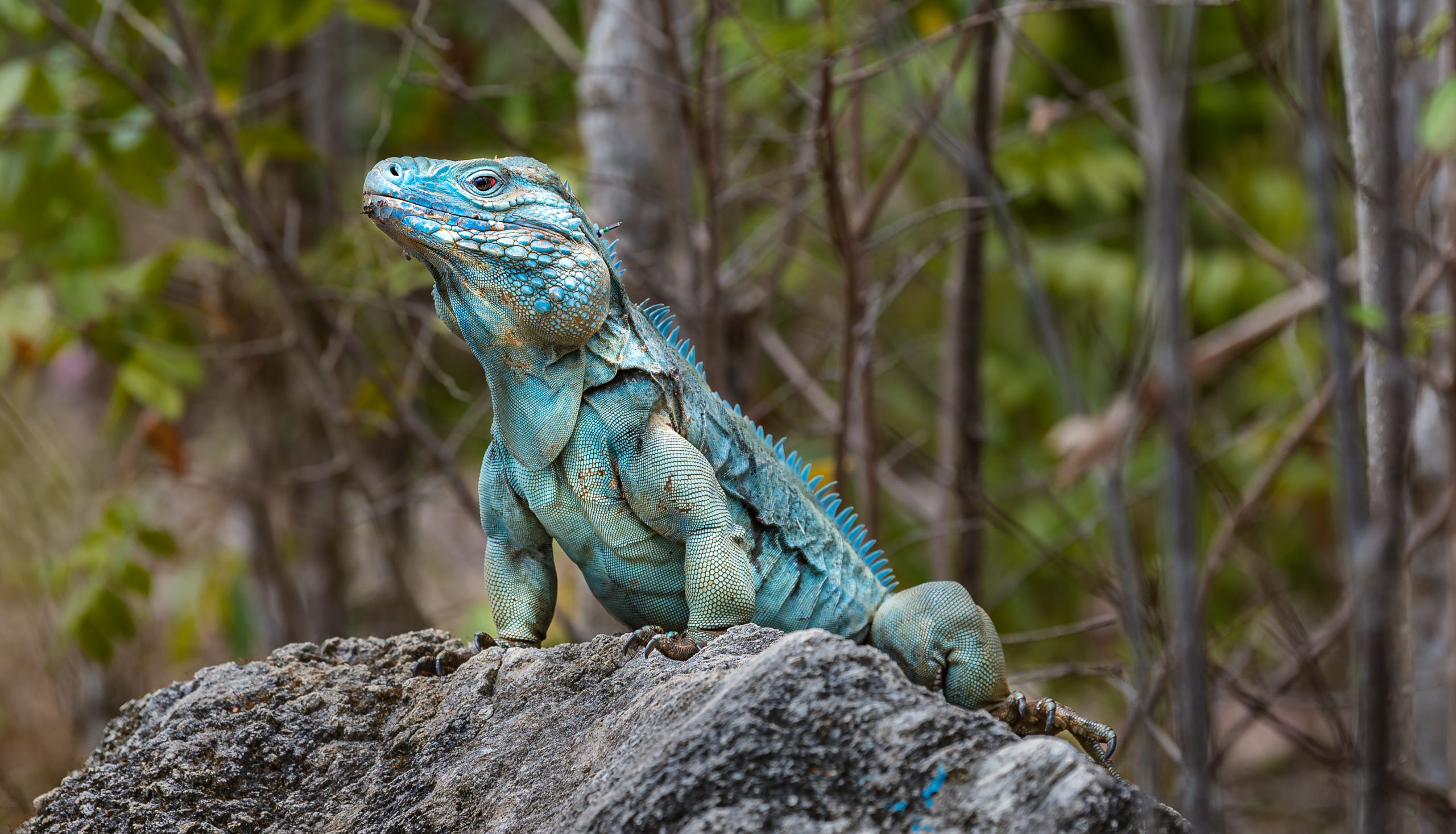 Blue iguanas: Back from the brink but still under threat - Cayman Compass