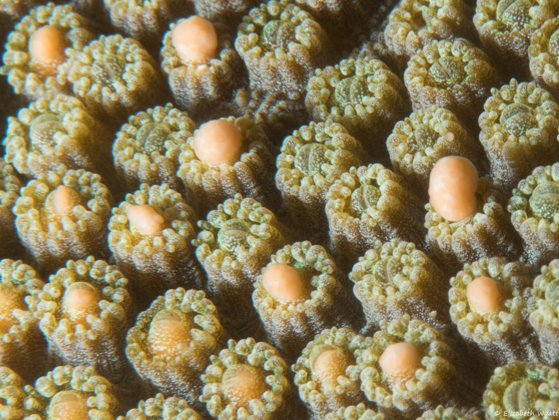 DoE monitors infected stony corals during annual spawn - Cayman Compass