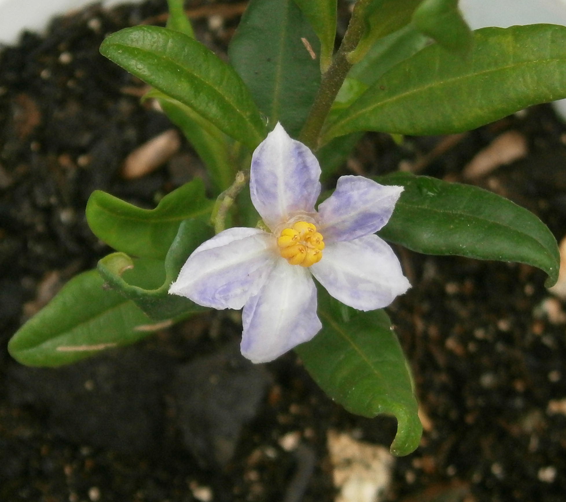 Native plants of Cayman - Cayman Compass