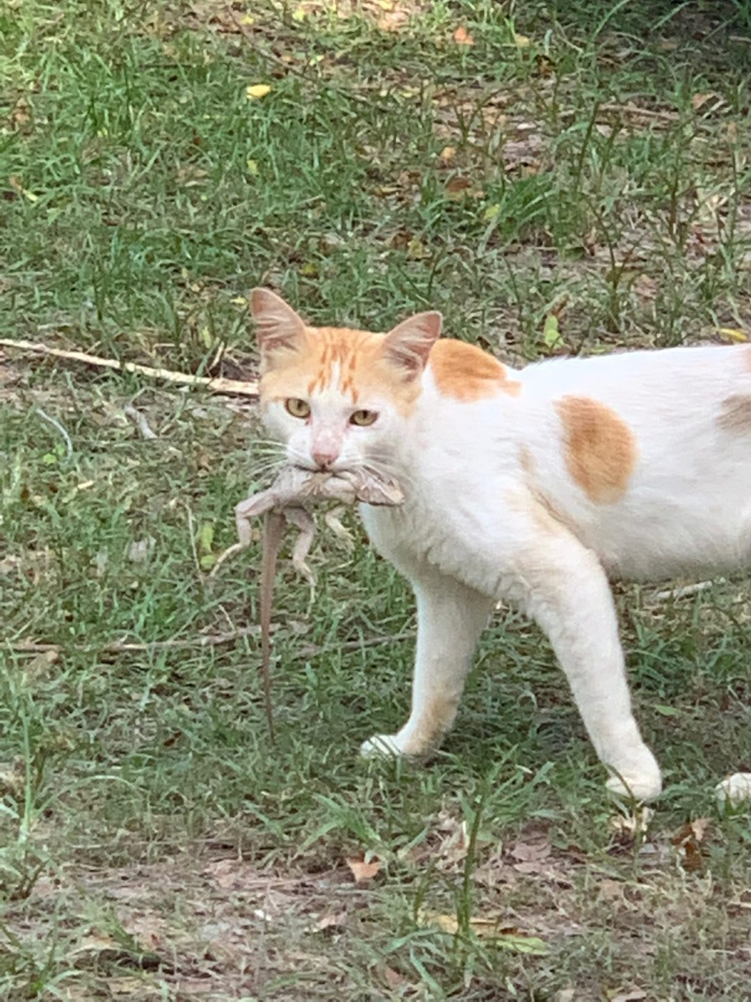 Cayman's invasive species under spotlight - Cayman Compass