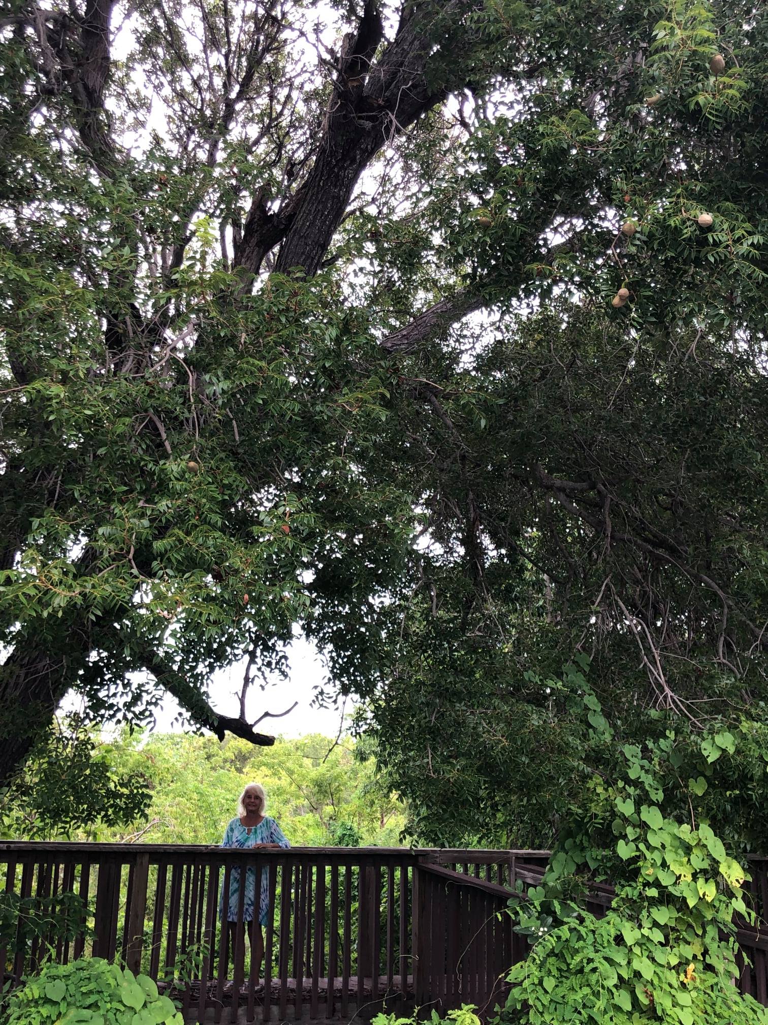 Little Cayman National Trust buys land with centuries-old mahogany ...