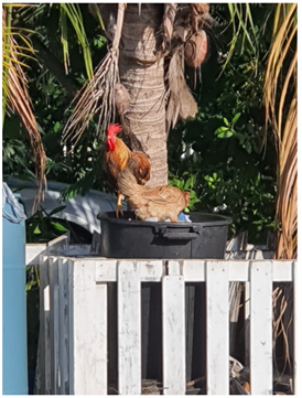 rooster on garbage - Cayman Compass