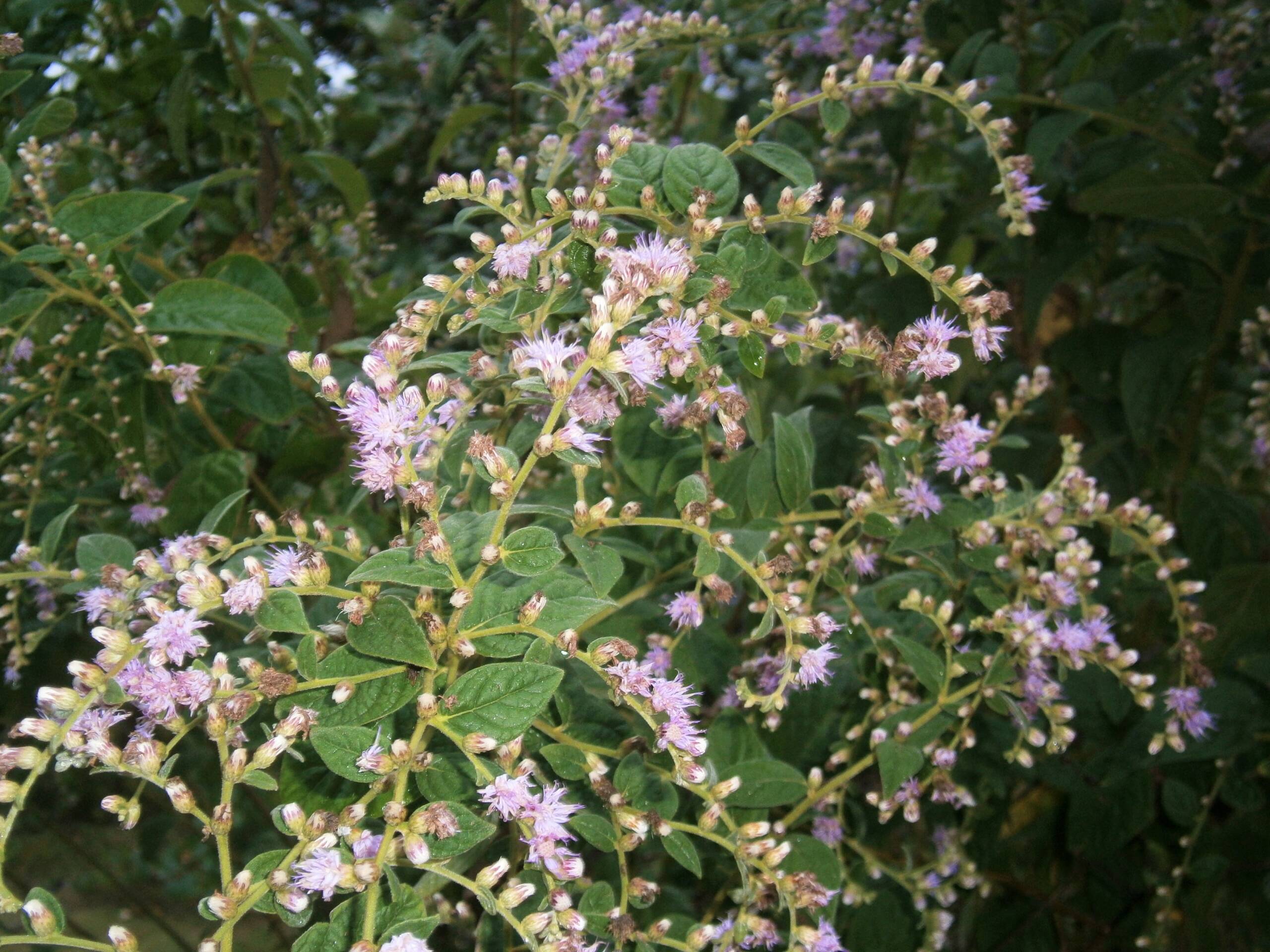 Native plants of Cayman - Cayman Compass