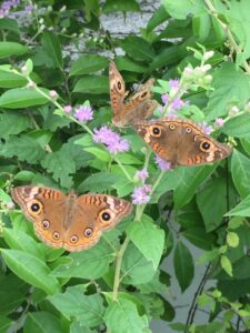 Native plants of Cayman - Cayman Compass