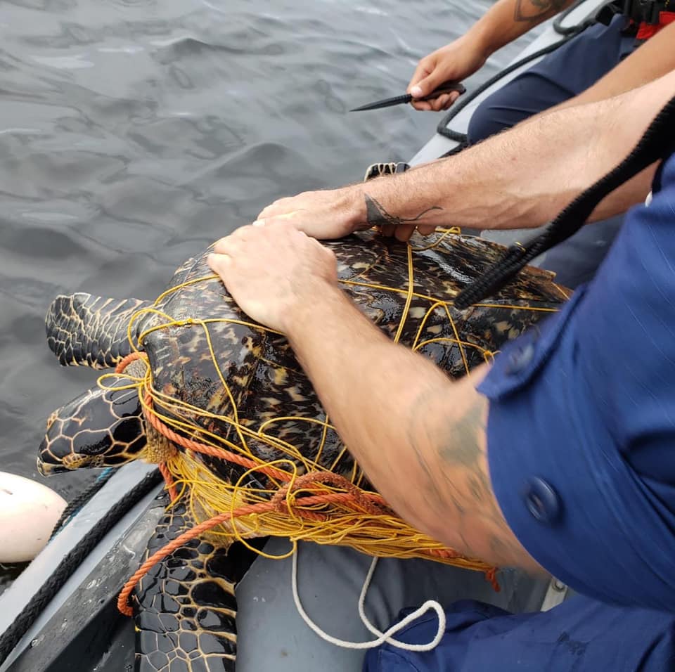Year in review: Wildlife stories top features in 2021 - Cayman Compass
