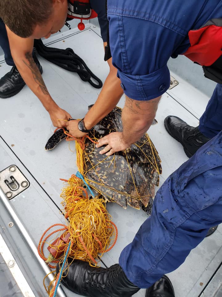 Year in review: Wildlife stories top features in 2021 - Cayman Compass