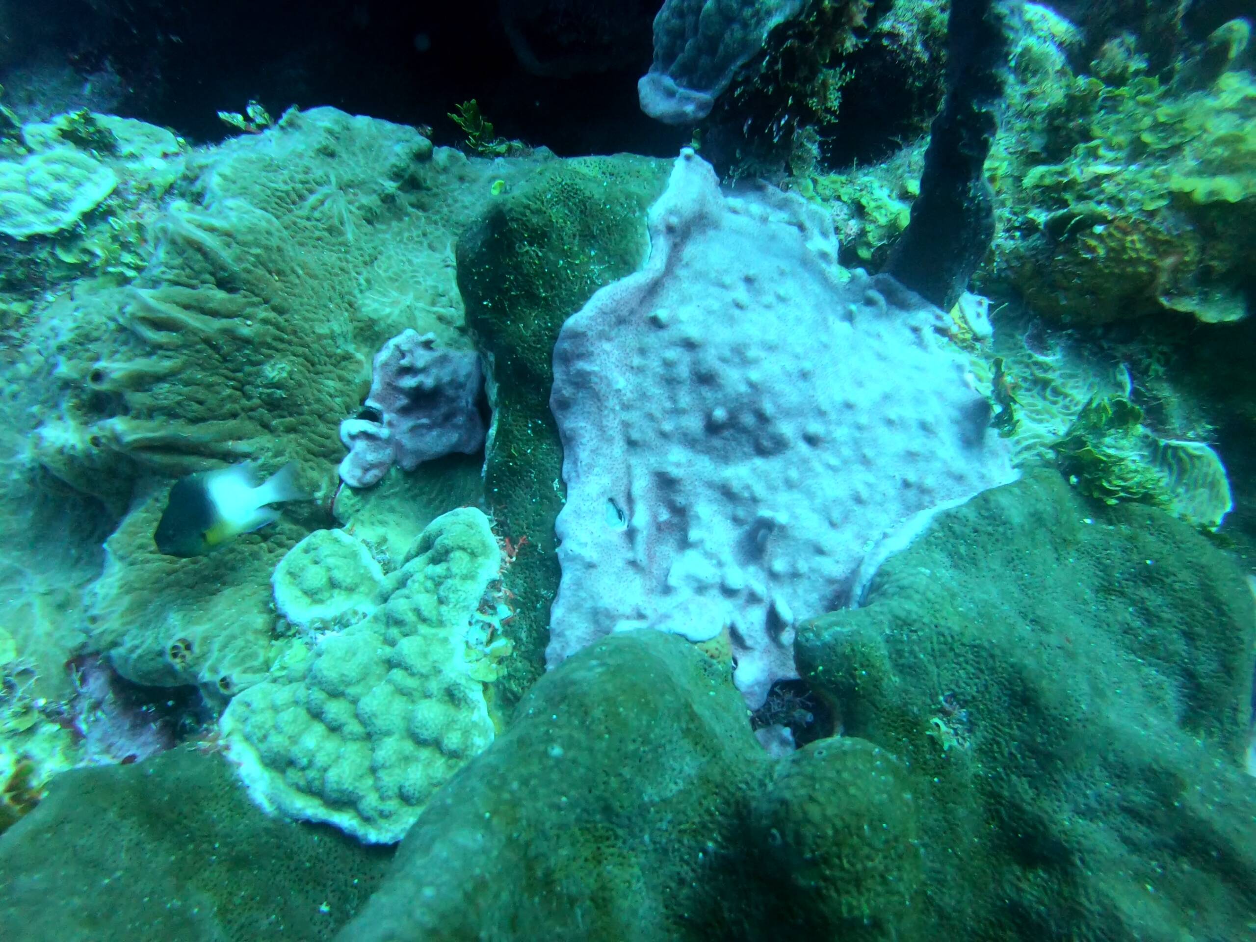 Natural Marine World Tidbits - Cayman Compass