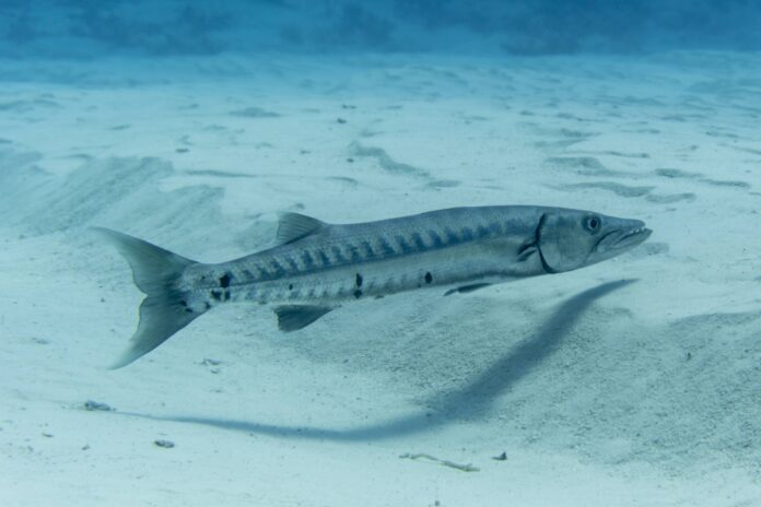 Barracuda bite victim returns home, but vows she'll be back - Cayman ...