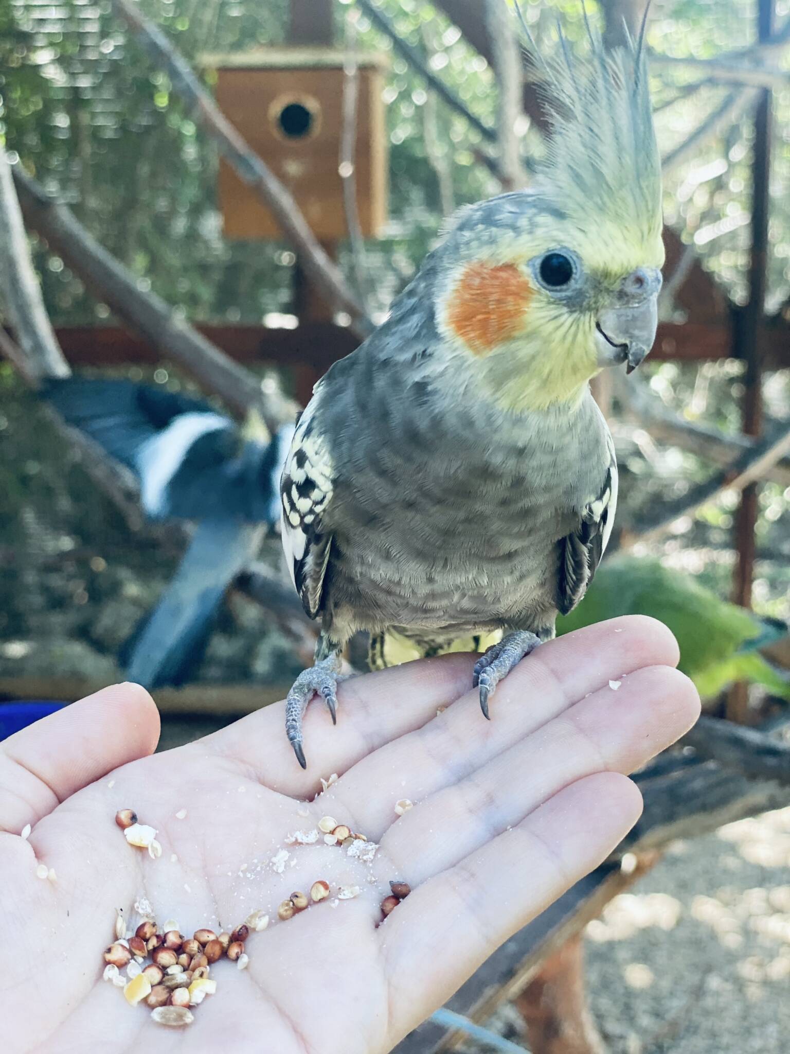 Agouti Day: Can Lil' Bit predict the weather? - Cayman Compass