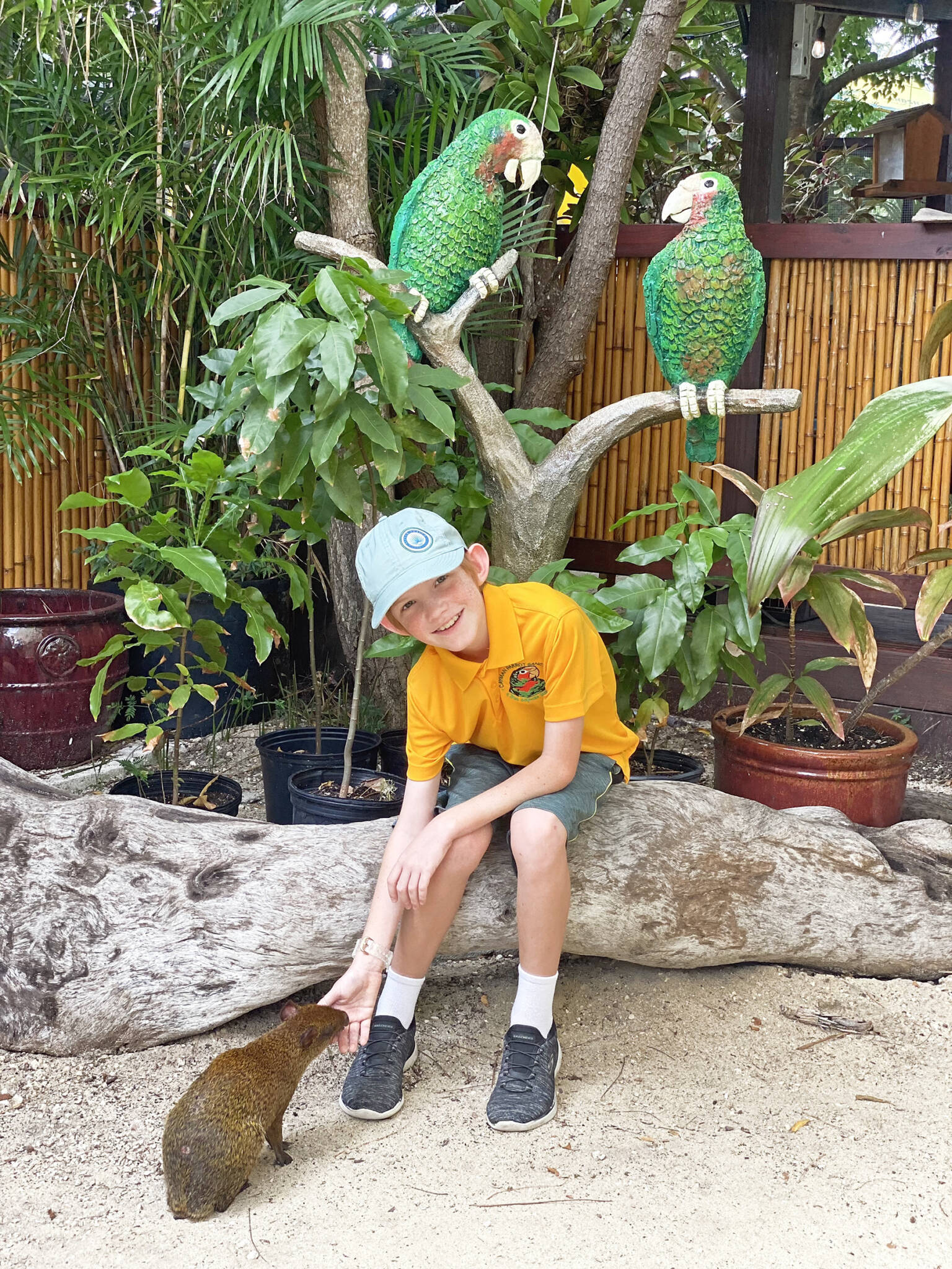 Agouti Day: Can Lil' Bit predict the weather? - Cayman Compass