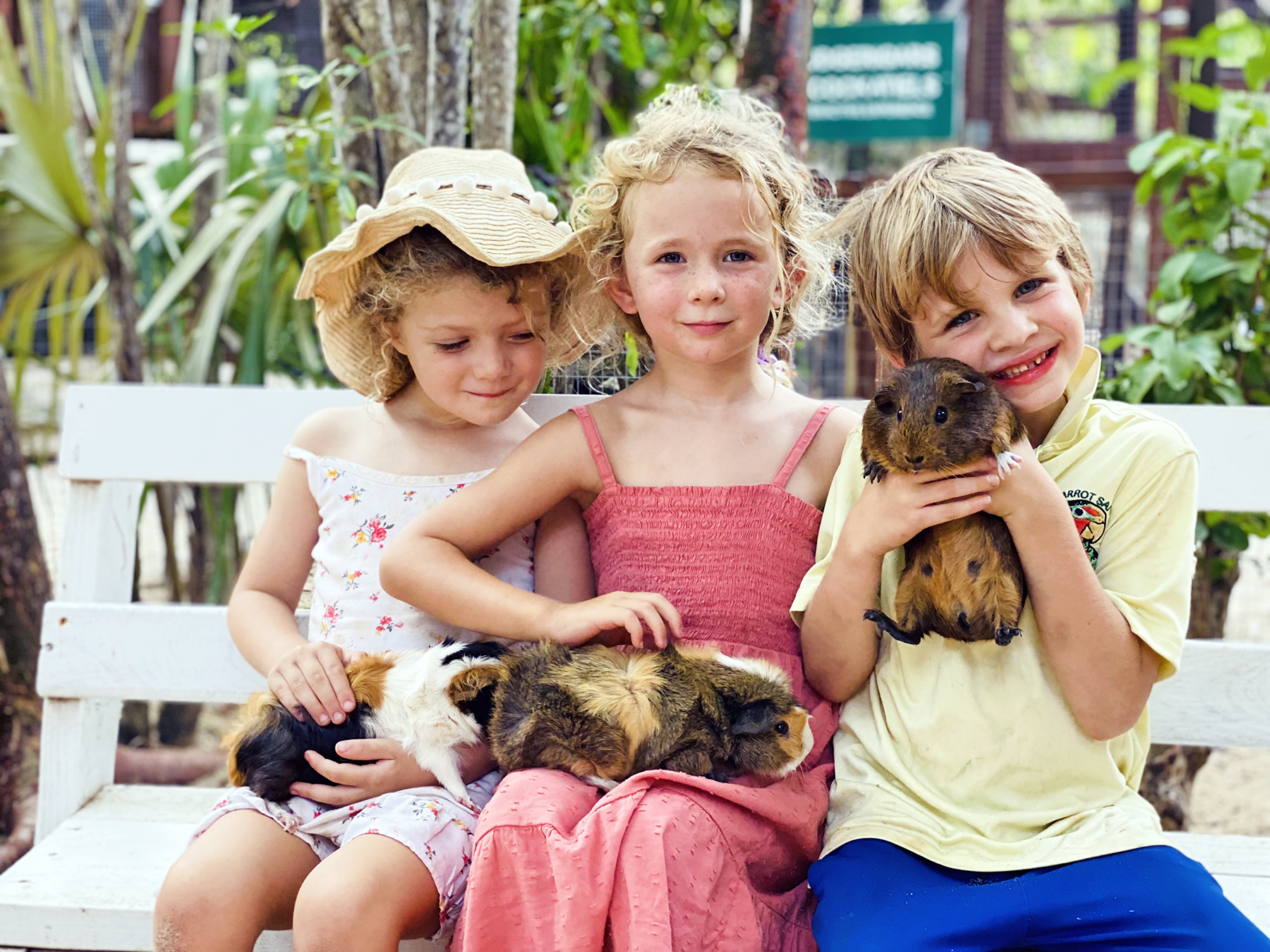 Agouti Day: Can Lil' Bit predict the weather? - Cayman Compass