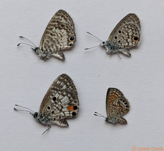 World's smallest butterfly could lose habitat on Grand Cayman - Cayman ...