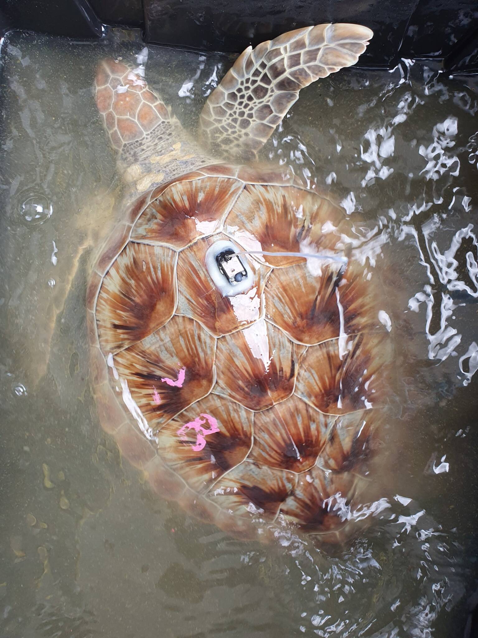 Turtle trackers offer clues to reptiles' 'lost years' - Cayman Compass