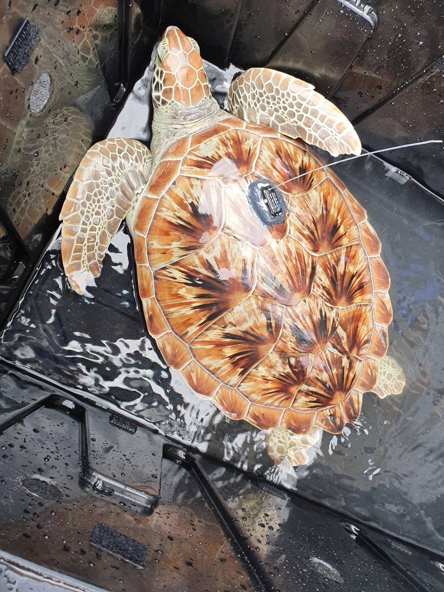 Turtle trackers offer clues to reptiles' 'lost years' - Cayman Compass