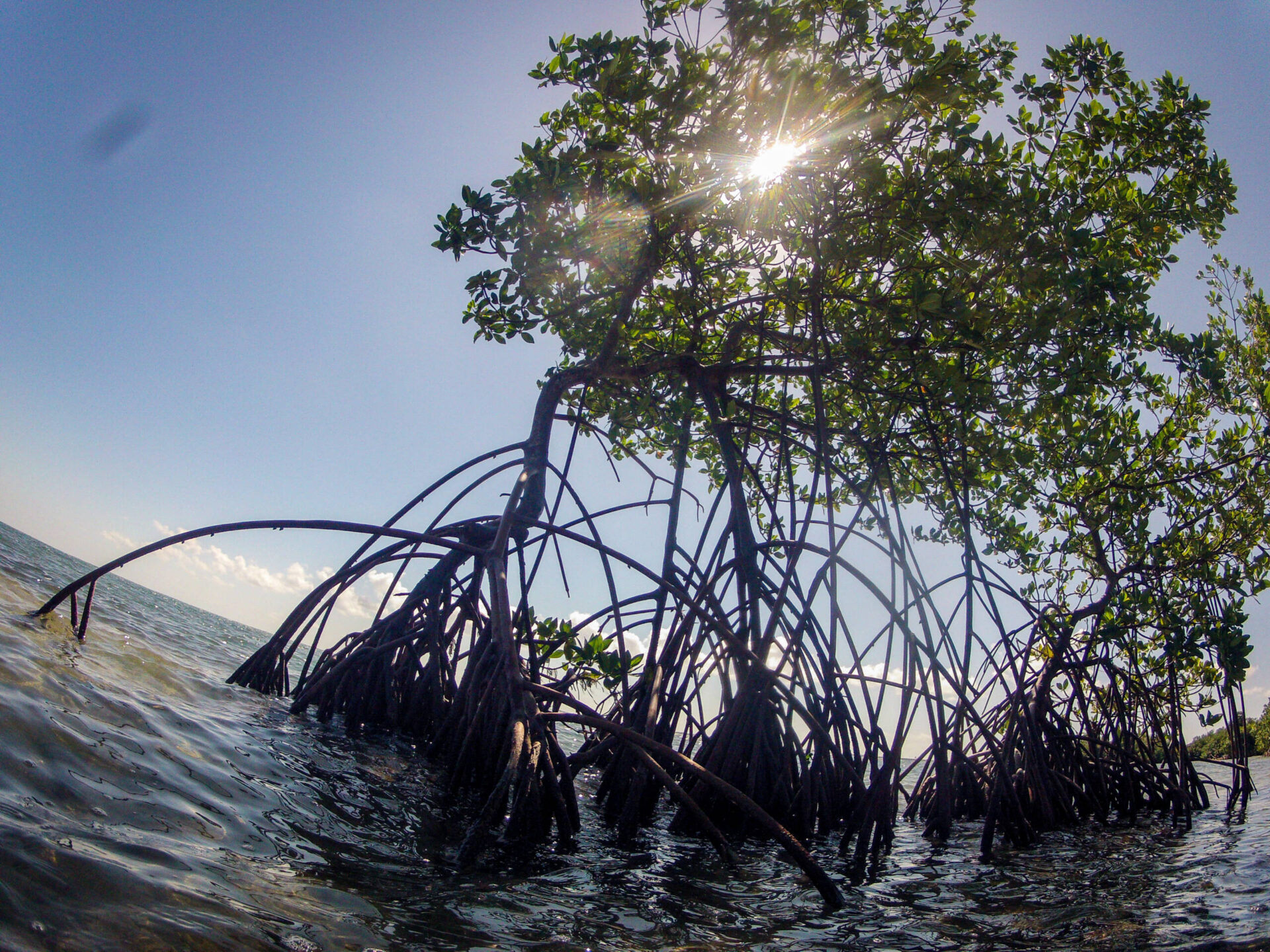 Ten solutions for a 'climate proof' Cayman - Cayman Compass