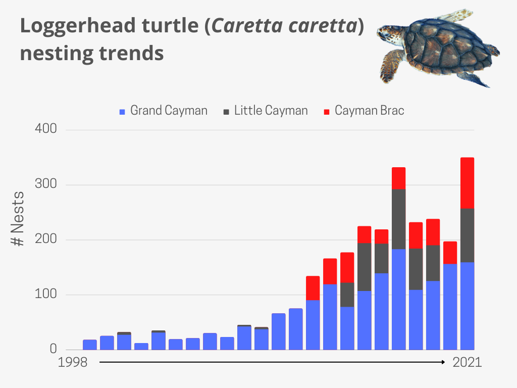 Record year for loggerhead turtle nests in 2021 - Cayman Compass
