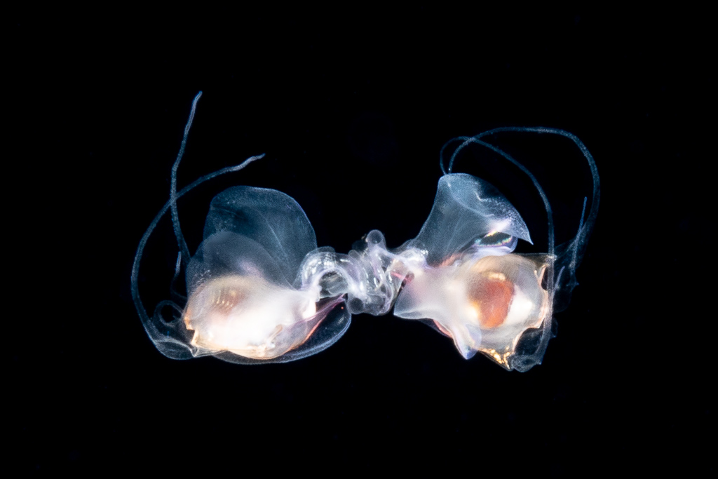 mating sea butterflies - Cayman Compass