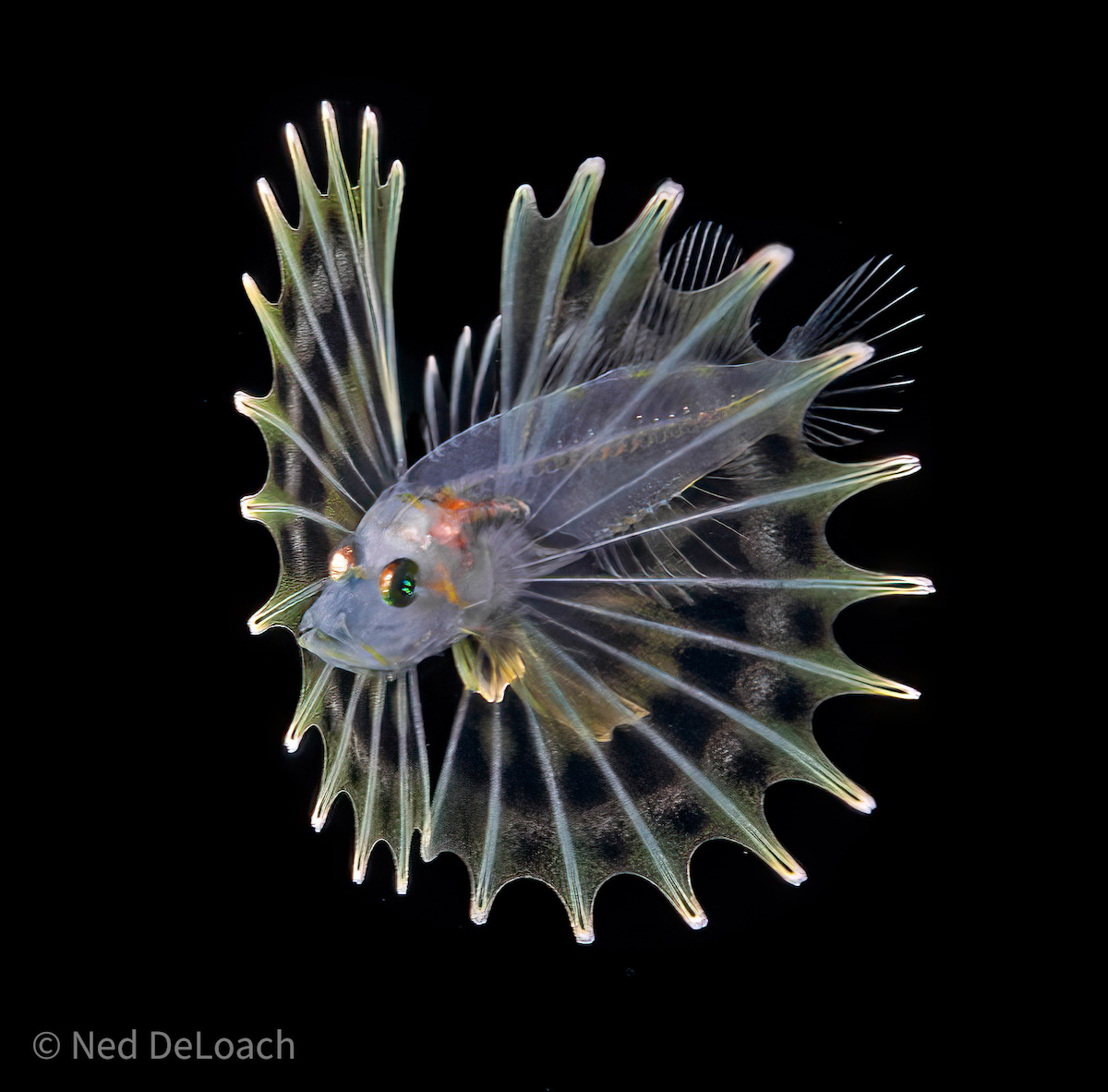 Ned DeLoach Lionfish - Cayman Compass