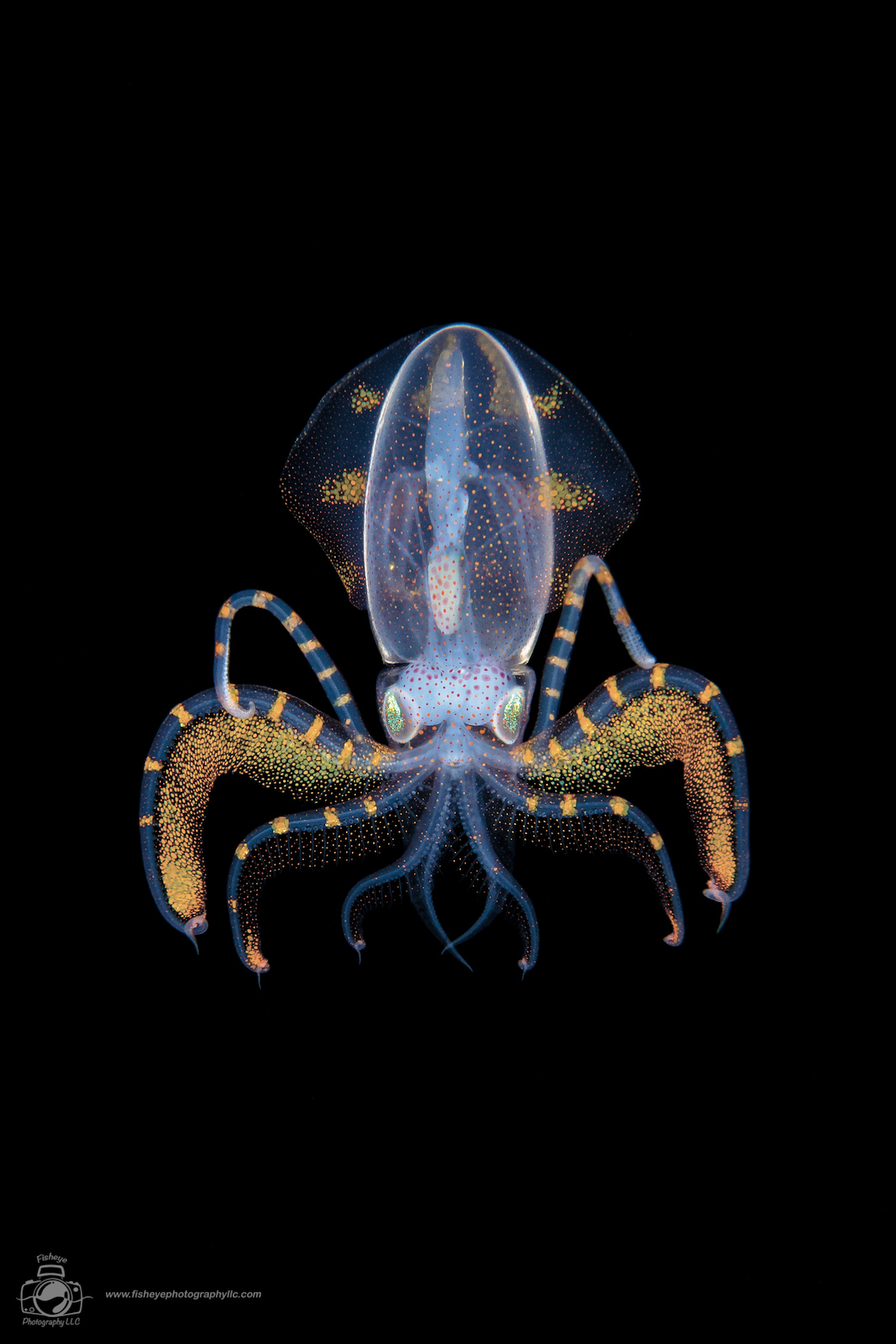 Dennis Whitestone Bony-eared Assfish 200529-223416 - Cayman Compass