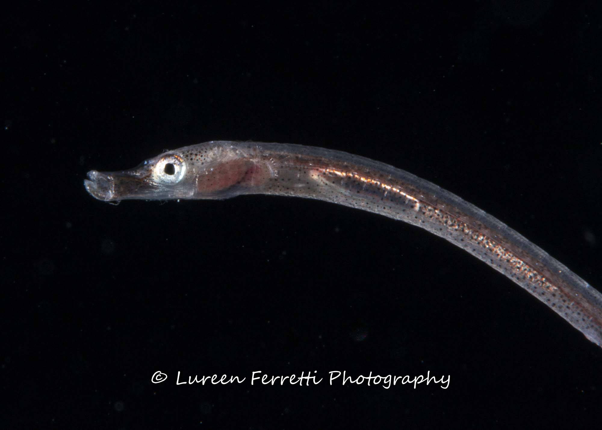 Blackwater diving: In the deep, in the dark, in the spotlight - Cayman ...