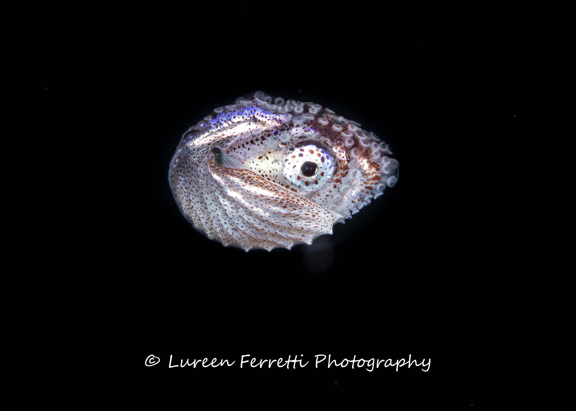 FemaleNautilus LF - Cayman Compass