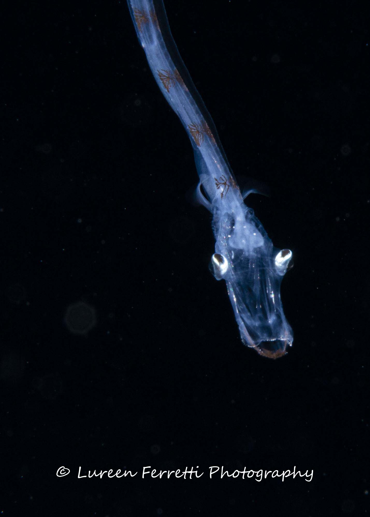 dragonfish LF - Cayman Compass