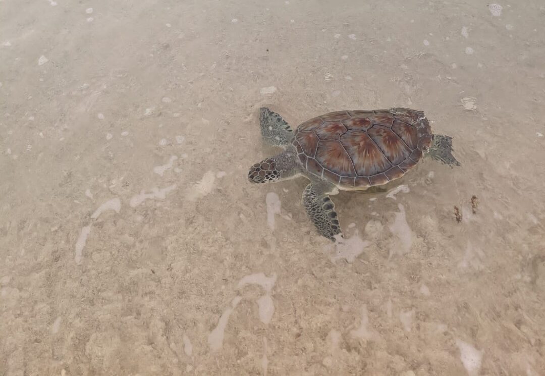 DoE warns public against disturbing turtles - Cayman Compass