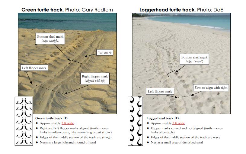 First turtle nest found for 2022 - Cayman Compass