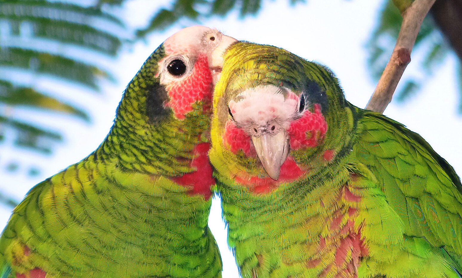 Man sentenced for taking parrot hatchlings - Cayman Compass