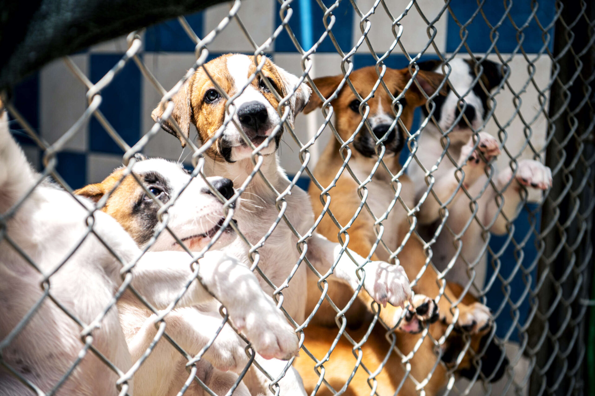 New animal shelter on cards for Humane Society - Cayman Compass