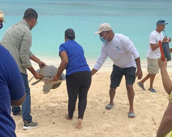 World Turtle Day Release, 16 June 2022 (5) - Cayman Compass