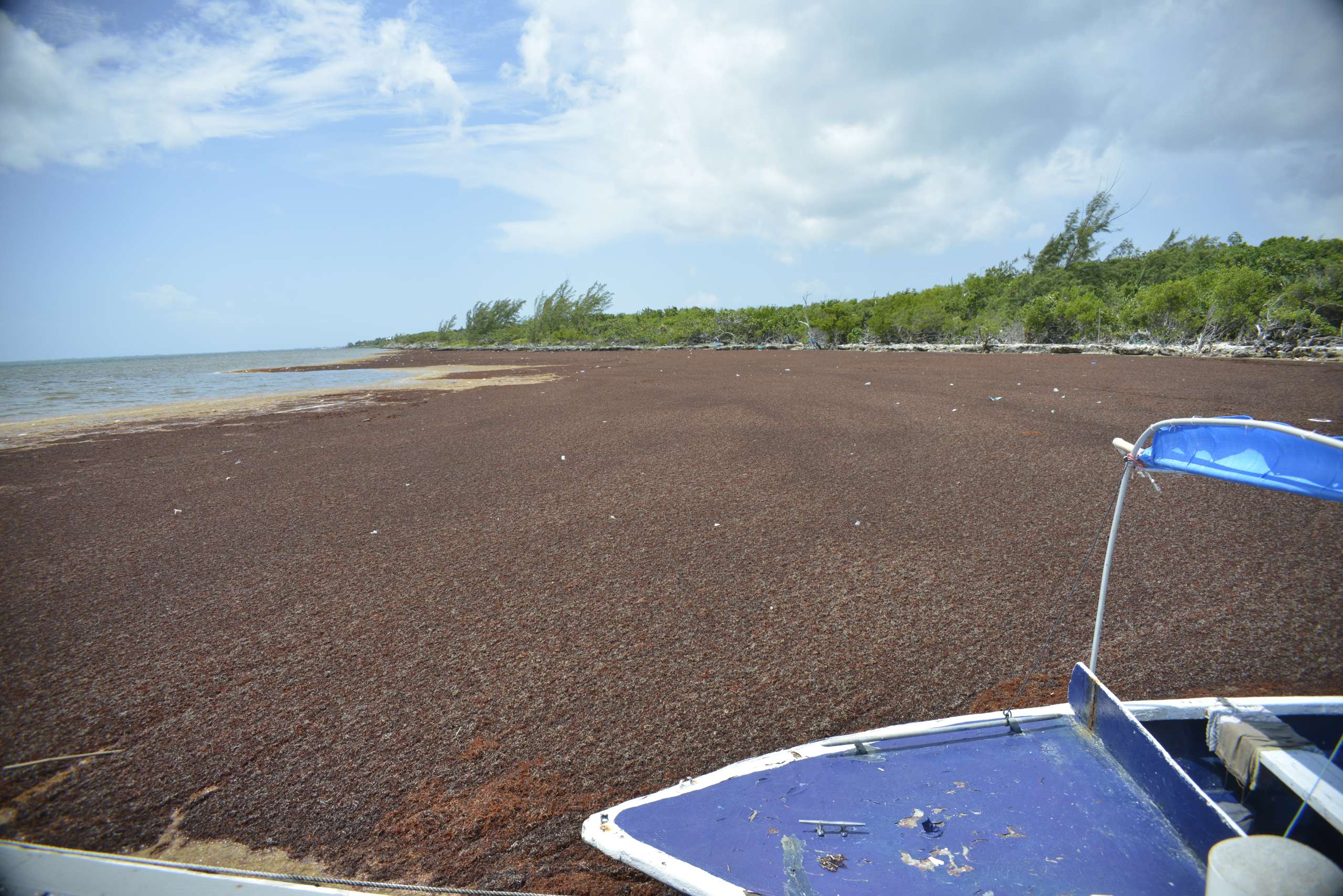 Life among the weeds: Sargassum offers home for marine creatures ...