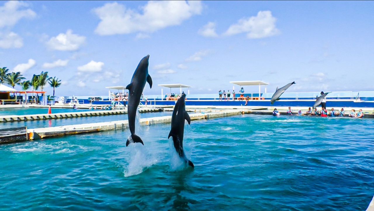 Dolphin discovery - Cayman Compass