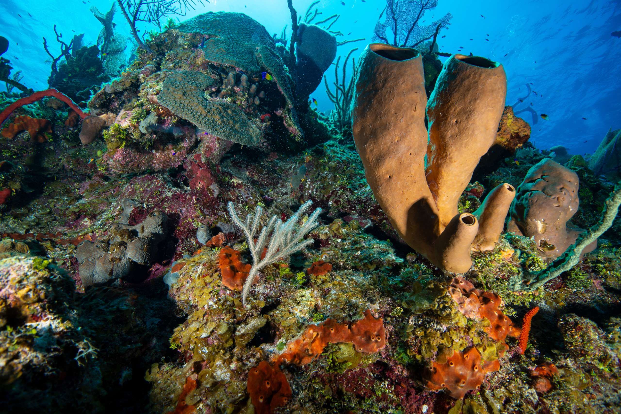 Protected status buffering impacts on Little Cayman reefs - Cayman Compass